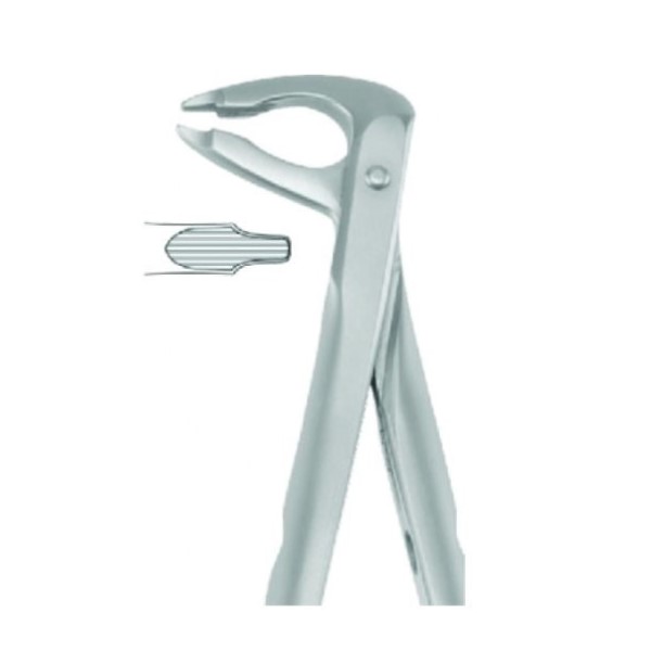 English Forcep | GOLDMAN DENTAL MANAGEMENT