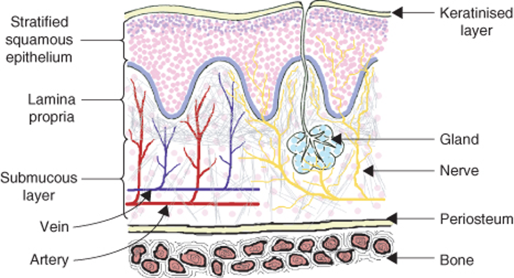 Oral Tissue Composition | GOLDMAN DENTAL MANAGEMENT